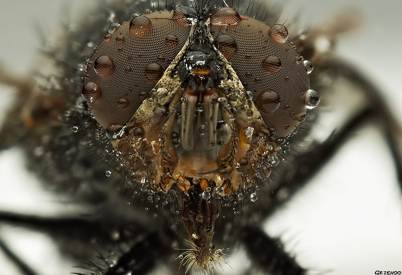 My macro photos - Page 10 - PentaxForums.com